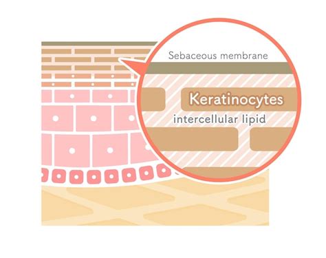 Stratum Corneum