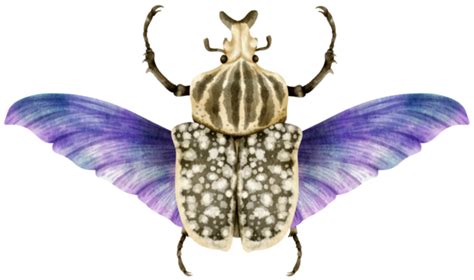 Beetle Pngs For Free Download