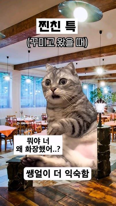 찐친 만날때 특 그리고 고양이밈 해피캣 해피켓 고양이 고양이밈 Youtube