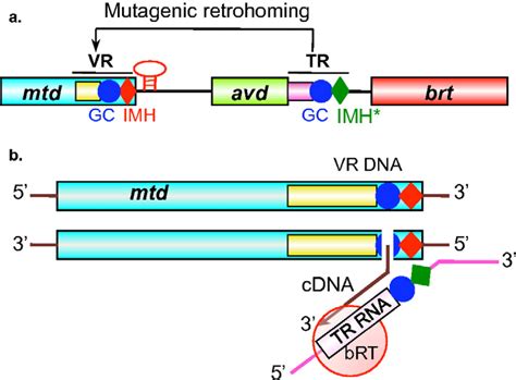 Figure 1 From Structure Of The Essential Diversity Generating