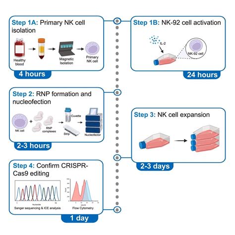 🧬 Newly Published Crispr Cas9 Protocol For Nk Cells Optimizing This