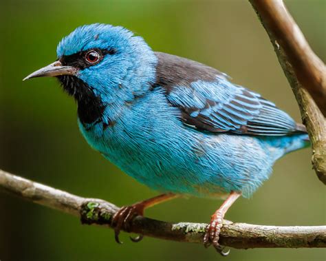 Foto saí azul Dacnis cayana Por Rafael Mattos Wiki Aves A