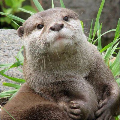 River Otter Water Riverotterwater Posts X