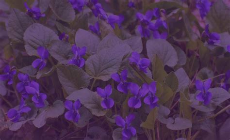 Tri Sigma Mourns Passing Of Past National President Mary K Barbee