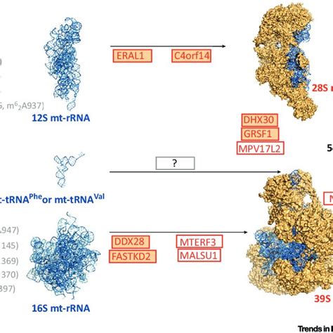 Known Players In Mammalian Mitochondrial Ribosomal Biogenesis Download Scientific Diagram