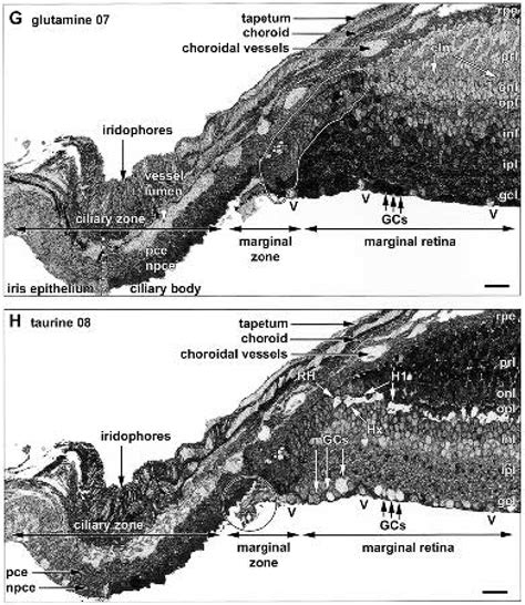 A High Resolution Library Of The Marginal Retina The Marginal Zone
