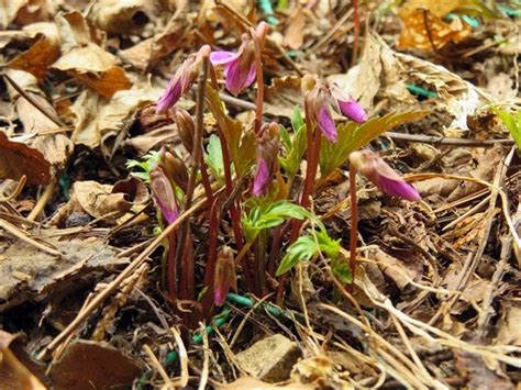 カツラギスミレ 野の花大好き