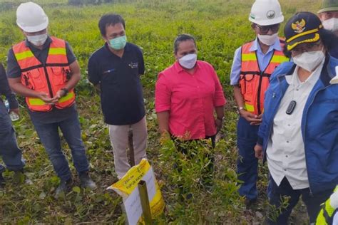 KLHK Gandeng Pupuk Kaltim Pulihkan Lahan Bekas Tambang Di Kaltim ANTARA News Kalimantan Barat