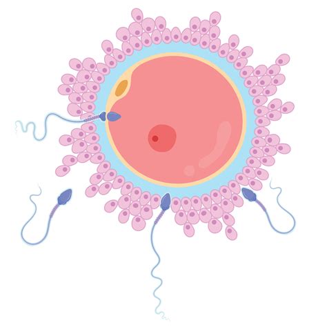 Fertilization Human Egg And Sperm 6715299 Vector Art At Vecteezy