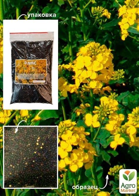 Рапс ТМ "Весна" 100г купить почтой в Одессе, Киеве, Украине | Agro-Market
