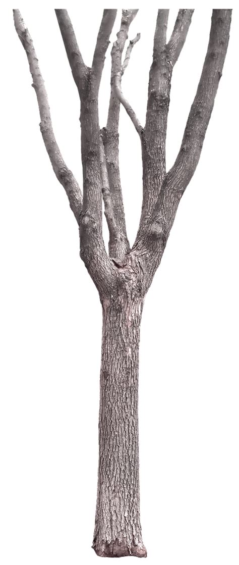 Download Tree Tree Trunck Log Royalty Free Stock Illustration Image