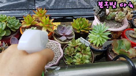 🌻다육이 6월소독 필요 할까요무름병깍지벌레응애 Youtube