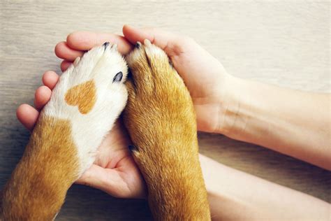 愛犬の食事のしつけを子犬の時から始めよう！ Newscast