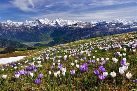 もうすぐ春スイスのお花畑でハイキングはいかがですか