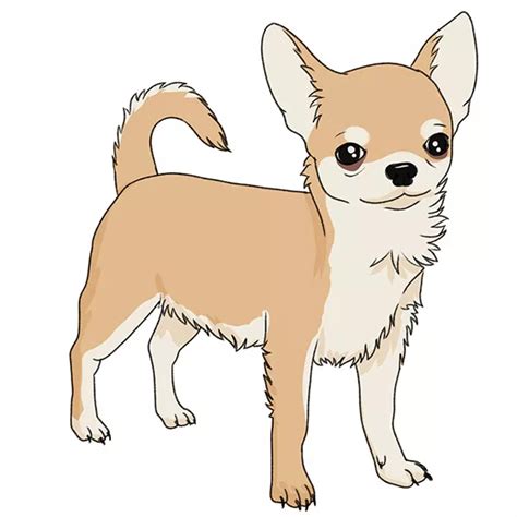 How To Draw A Chihuahua Easy Drawing Art