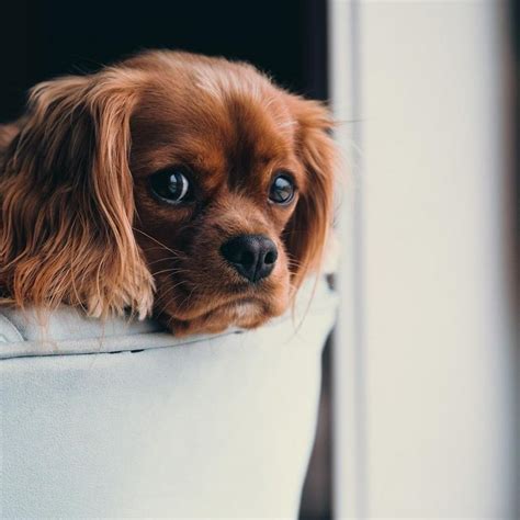 【獣医師執筆】犬があんこを食べるのは注意が必要！理由と食べた場合の対処法を解説 ペトコト（petokoto）