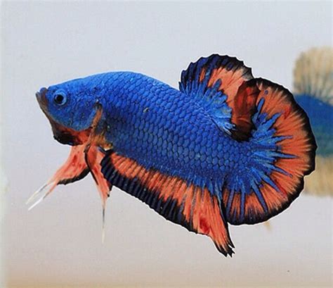 Betta Halfmoon Plakat