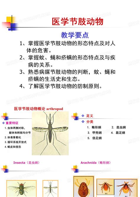 医学节肢动物PPT模板下载 编号lbxxjdvn 熊猫办公