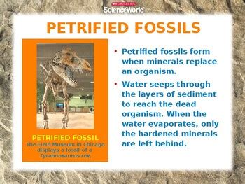 Fossils And Rocks Presentation By Science Dad Presentations TPT