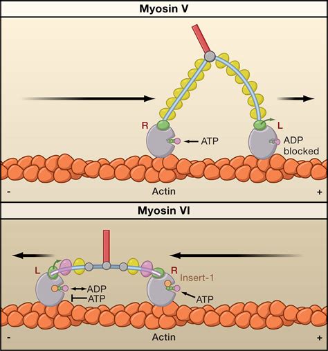 Myosin VI Rewrites The Rules For Myosin Motors Cell