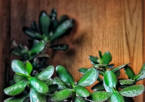 Pixie Led Chris Elphick Pikachu Peek A Boo