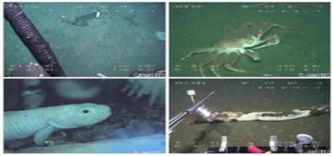 Enhancing Underwater Object Detection And Classification Using Advanced