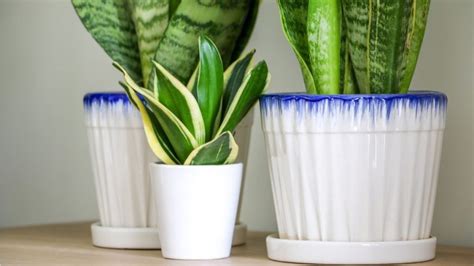 Comment faire votre propre mélange de rempotage de plante de serpent