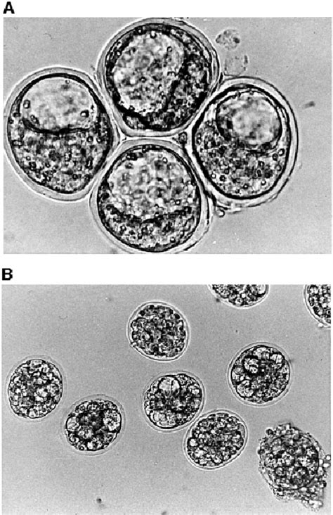 Abnormal Blastocysts Collected From Superovulated Prepubertal Females