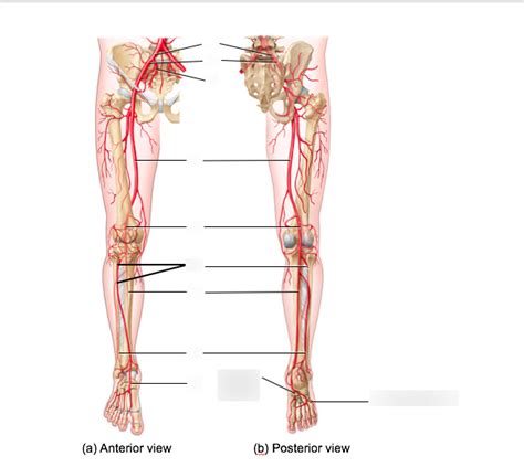 Figure 306 Major Arteries Of The Pelvis And Lower Extremities A