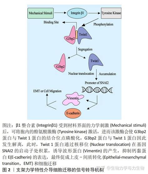细胞外基质力学微环境与细胞间相互作用的机制与特征 知乎