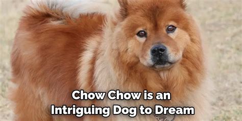 Chow Chow Spiritual Meaning Symbolism And Totem Explained