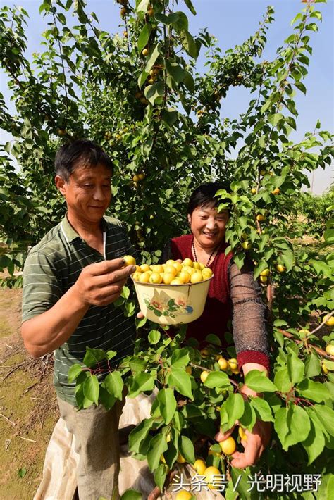 山東茌平：果子成熟採摘每斤10元以上，有止咳化痰旬肺的功效 每日頭條