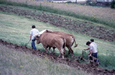 Labranza Con Yunta Cómo Sigue Usándose En Regiones De Temporal
