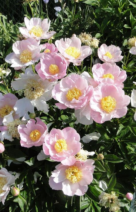 Paeonia Garden Lace TomKert Kft