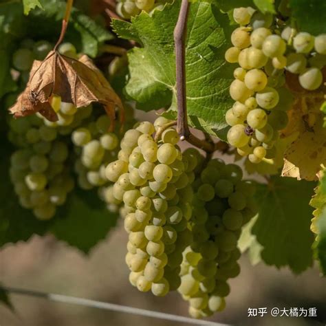 葡萄什么时候套袋才能让葡萄长的更好卖的更好 知乎