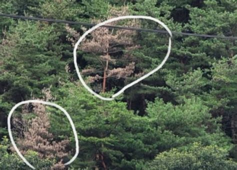 춘천·홍천 등 소나무재선충병 심각방제 예산 확보 절실 파이낸셜뉴스