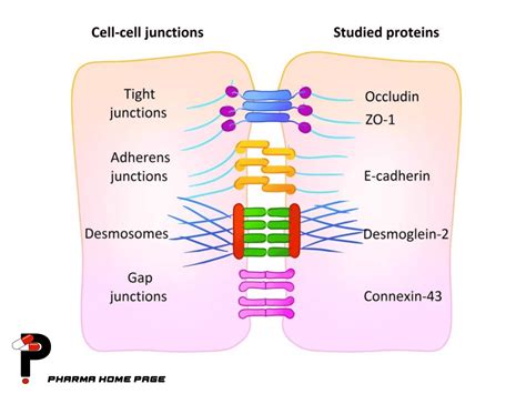 Cell Junctions Pharmahomepage