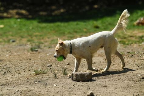 Con Adoptamx Ana Mary Alarcón Busca Colocar A Perros Abandonados Y