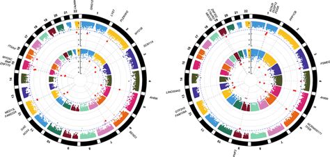 Circular Manhattan Plots For Cpgs Associated With Recent And Cumulative Download Scientific