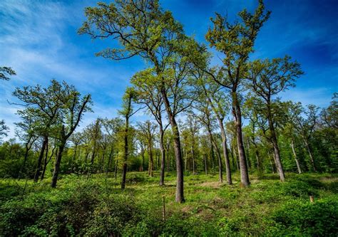 Reforestación O Regeneración Natural ¿qué Estrategia De Captura De