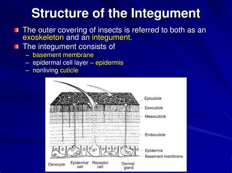 Ppt Insect Physiology Integument Systems Powerpoint Presentation Free Download Id 1094766