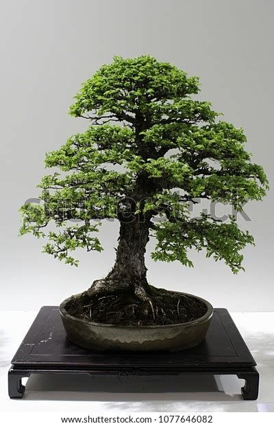 51 Chokkan Royalty Free Photos And Stock Images Shutterstock