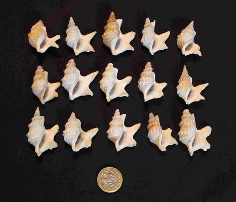 15 X Pelicans Foot Seashells Eatons Seashells Online Shop