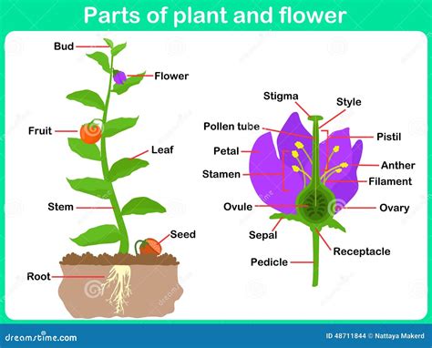 Parts Of Plant Morphology And Anatomy Of Pepper Ripe Red Fruit Pepper