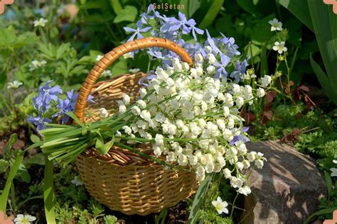 معرفی گل موگه گل برفی Lily Of Thevalley Lily Of The Valley Flowers Lily Of The Valley