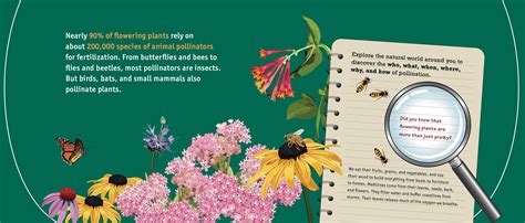 Pollination Investigation Posters Smithsonian Gardens
