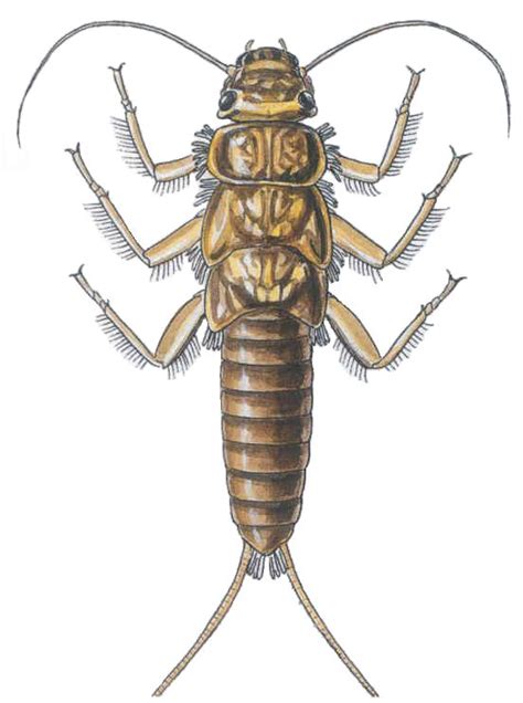Aquatic Macroinvertebrates Creek Connections Allegheny College