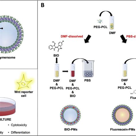 Schematic Summary A Cartoon Depicting The Structure Of A Polymersome