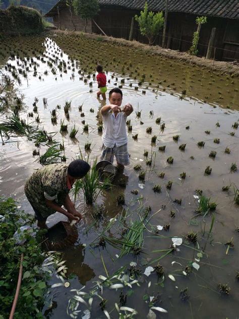 稻田裏除了種水稻，還能幹這個！不得不服魚米之鄉農村的奇思妙想 每日頭條