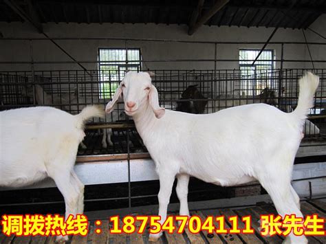 一只萨福克羊种公羊 萨福克羊成年羊价格 山东济宁 食品商务网